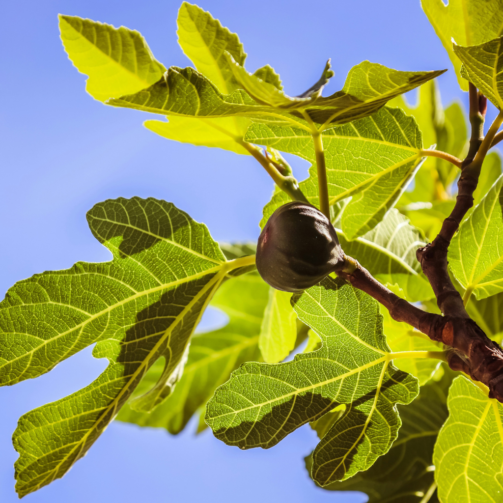 dried figs tree